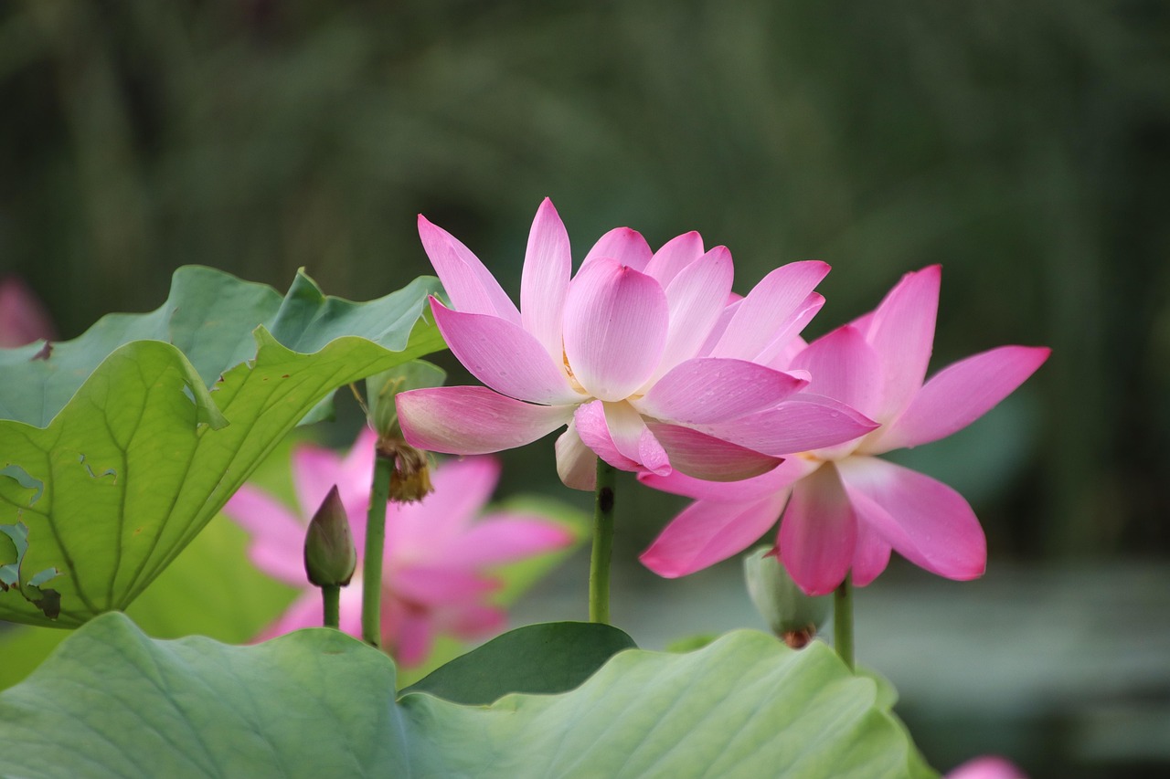 🎖 ¿Quién es Jim Rohn? 7 lecciones poderosas para tu éxito